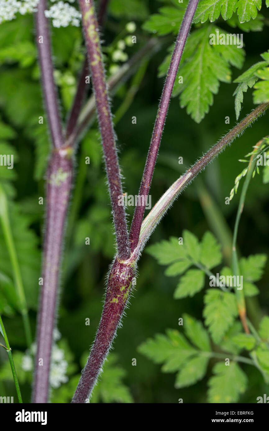 Rough chervil (Chaerophyllum temulum, Chaerophyllum temulentum ...
