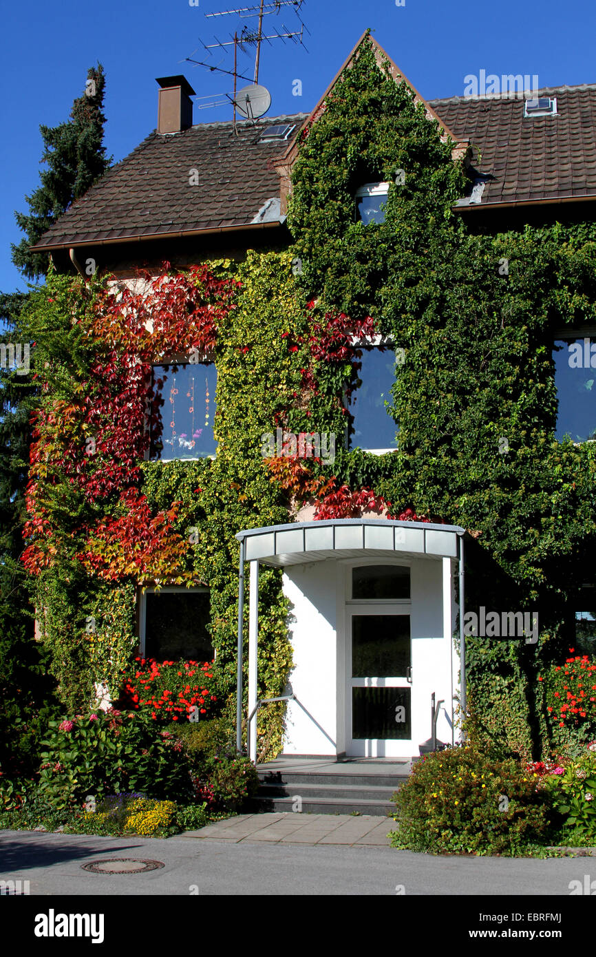 residential building overgrown with five-finger and ivy-clad, Germany ...