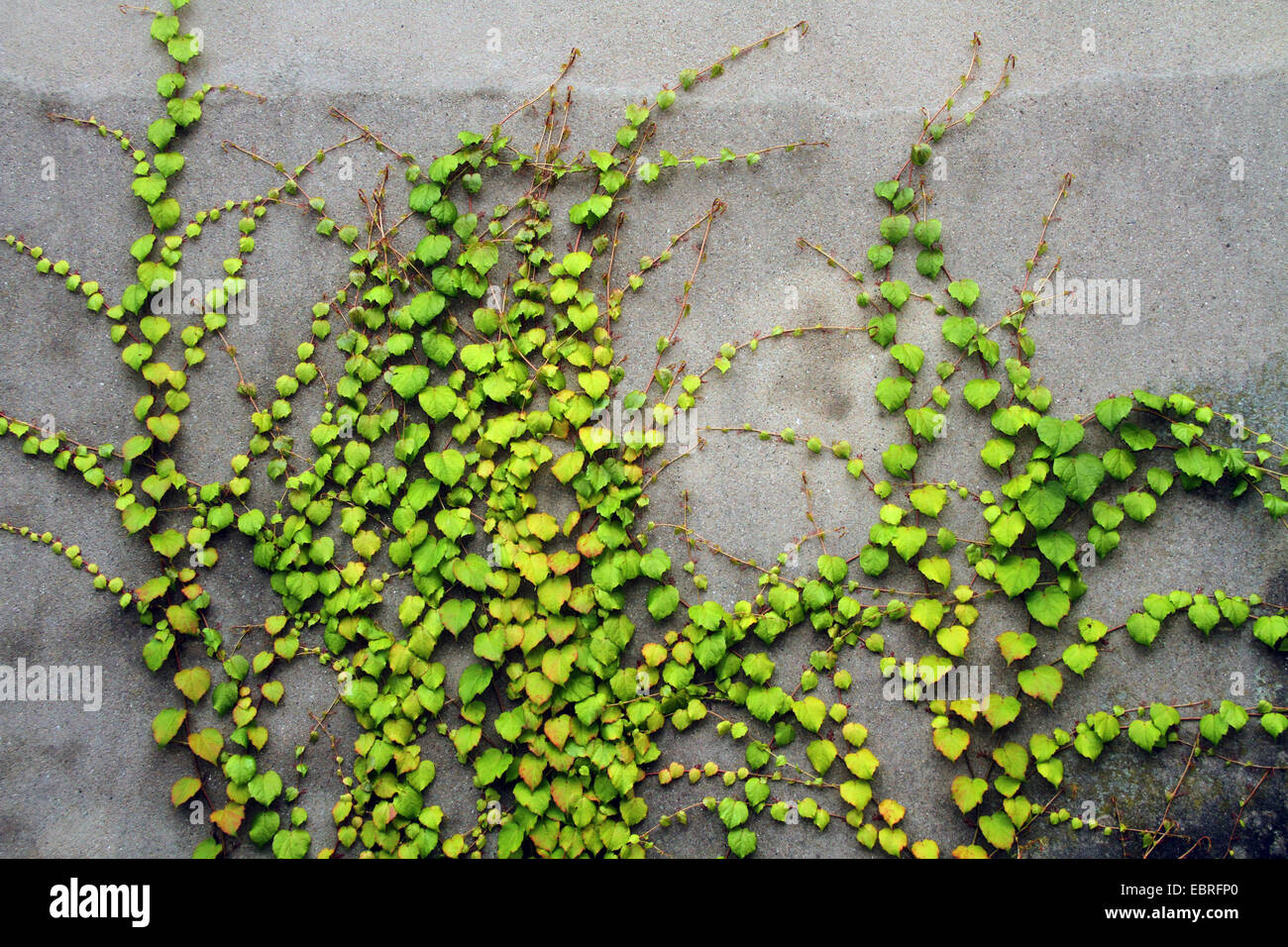 Boston ivy, Japanese creeper (Parthenocissus tricuspidata), at a facade ...