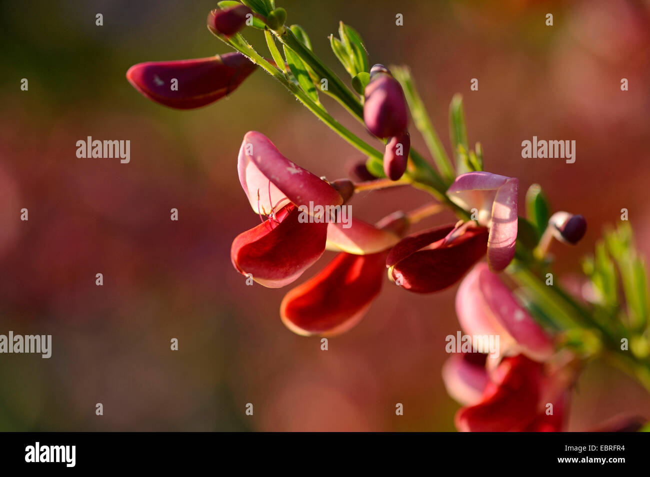 Scotch broom (Cytisus scoparius 'Burkwoodii', Cytisus scoparius ...
