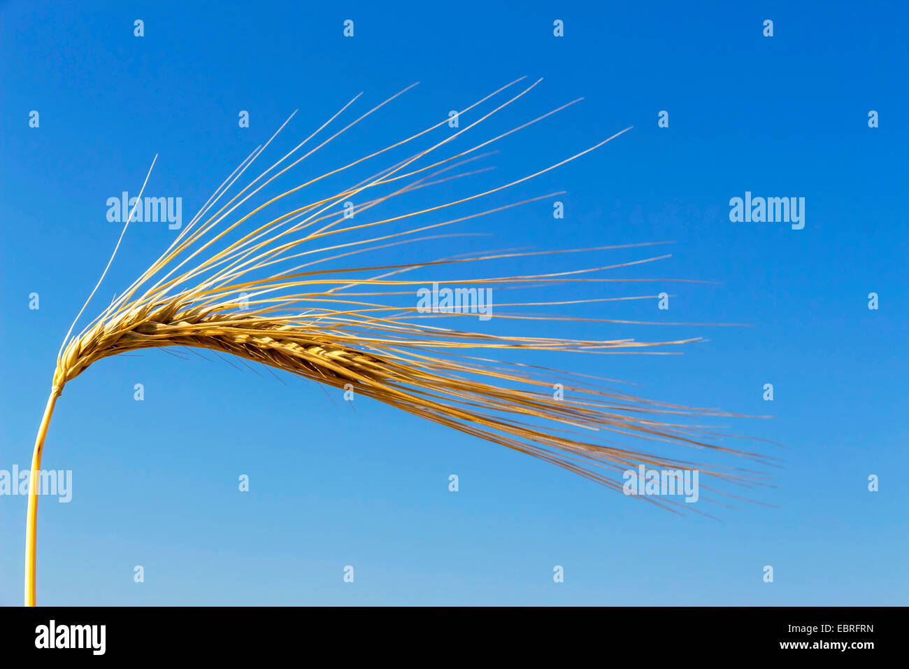 barley (Hordeum vulgare), ripe barley spike, Austria Stock Photo - Alamy