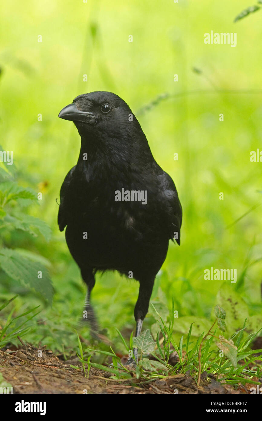 Front view black crow hi-res stock photography and images - Alamy