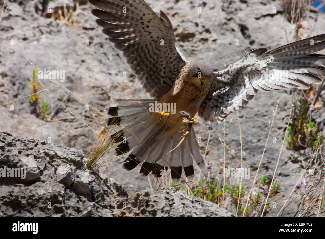 Common kestrel hunting hi-res stock photography and images - Alamy