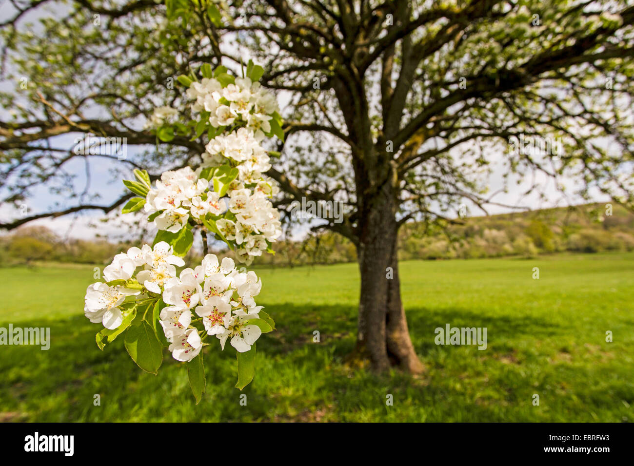 common pear (Pyrus communis), blooming twig of an pear tree, Germany ...