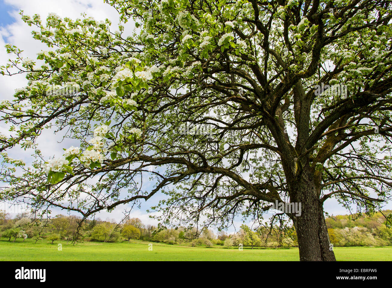 common pear (Pyrus communis), flowering tree in a fruit tree meadow ...