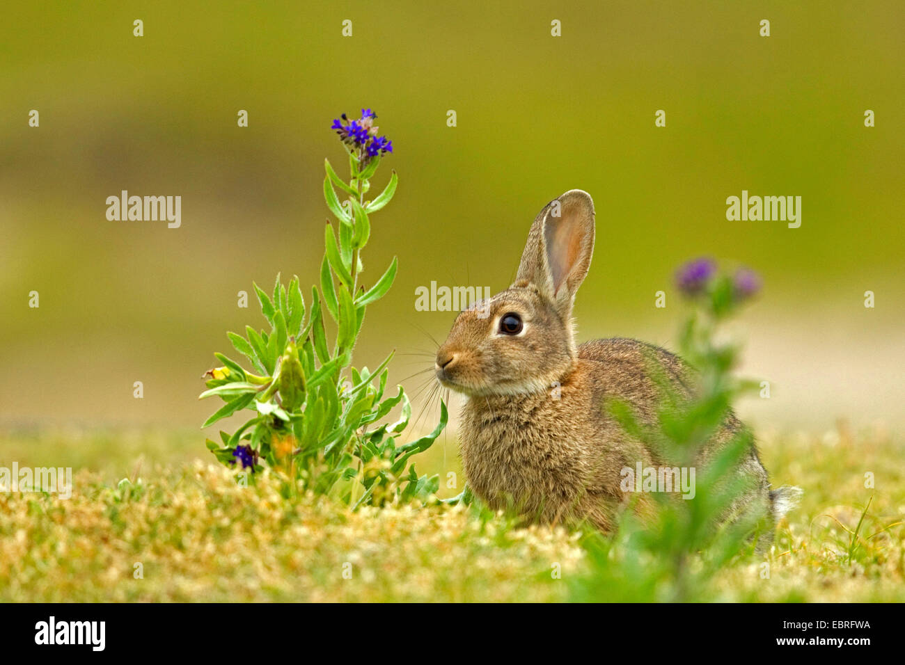 European rabbit (Oryctolagus cuniculus), on a dune with flowering ...