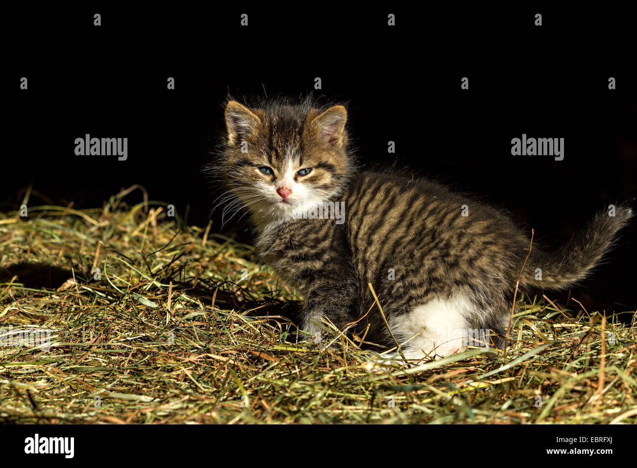 Kitten walking on straw Stock Photo - Alamy