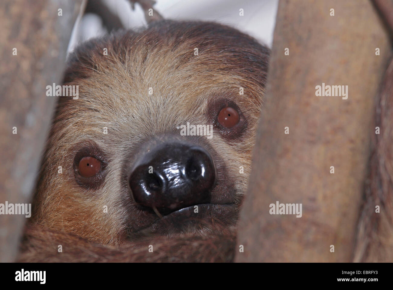Linné's Two-toed Sloth, or Southern Two-toed Sloth (Choloepus ...