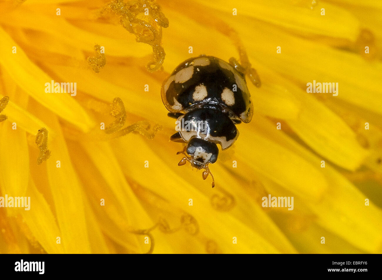 fourteen-spot ladybird (Propylea quatuordecimpunctata), sitting on a ...