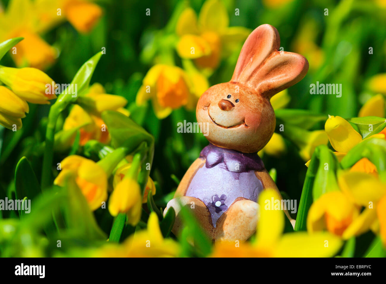 daffodil (Narcissus spec.), Easter bunny in yellow daffodils Stock ...