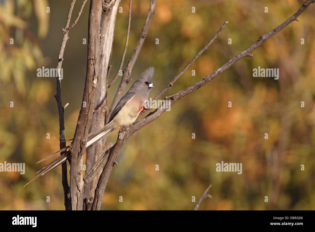 White-backed mousebird (Colius colius), sits on a tree, South Africa ...