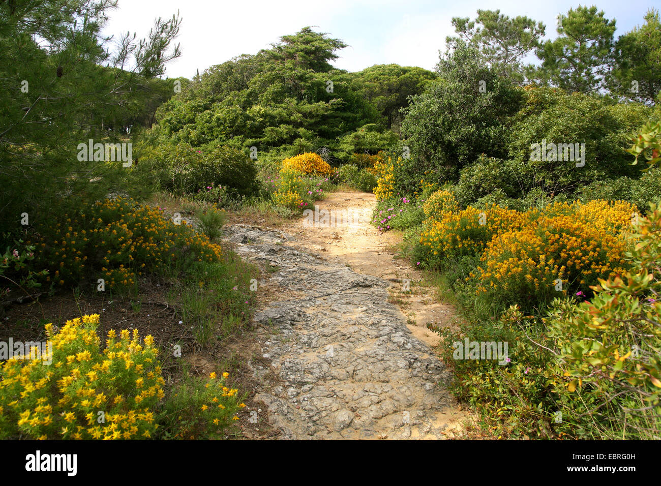 path to the beach, Portugal, Algarve Stock Photo - Alamy