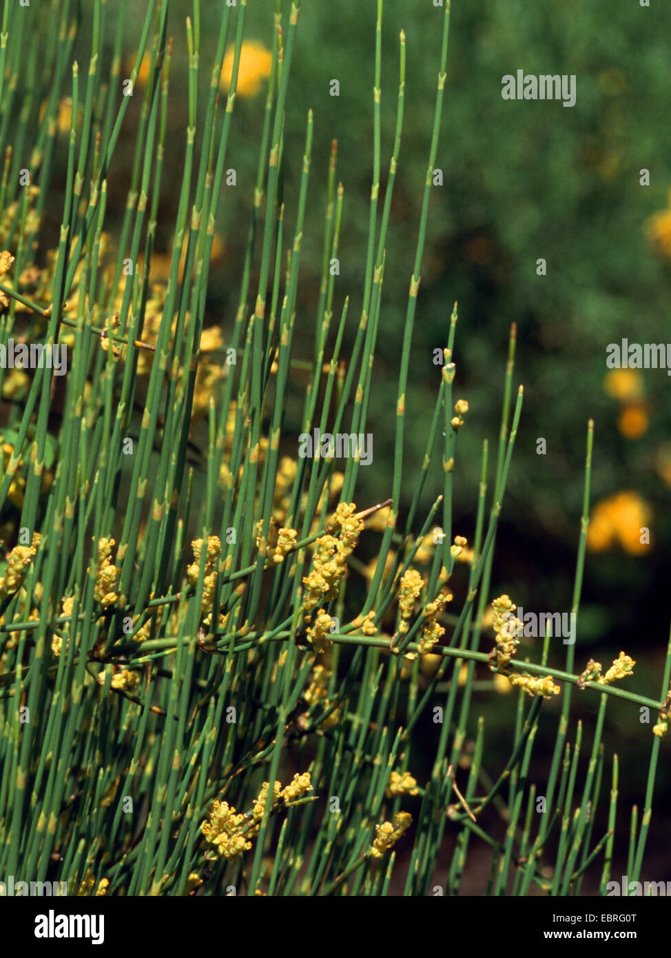 Ephedra flower hi-res stock photography and images - Alamy