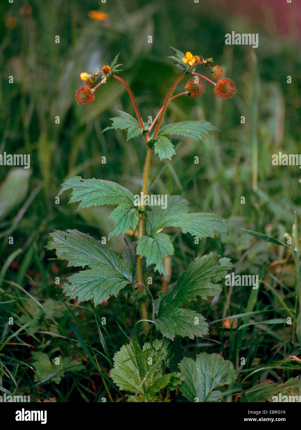 Geum Macrophyllum Fruit