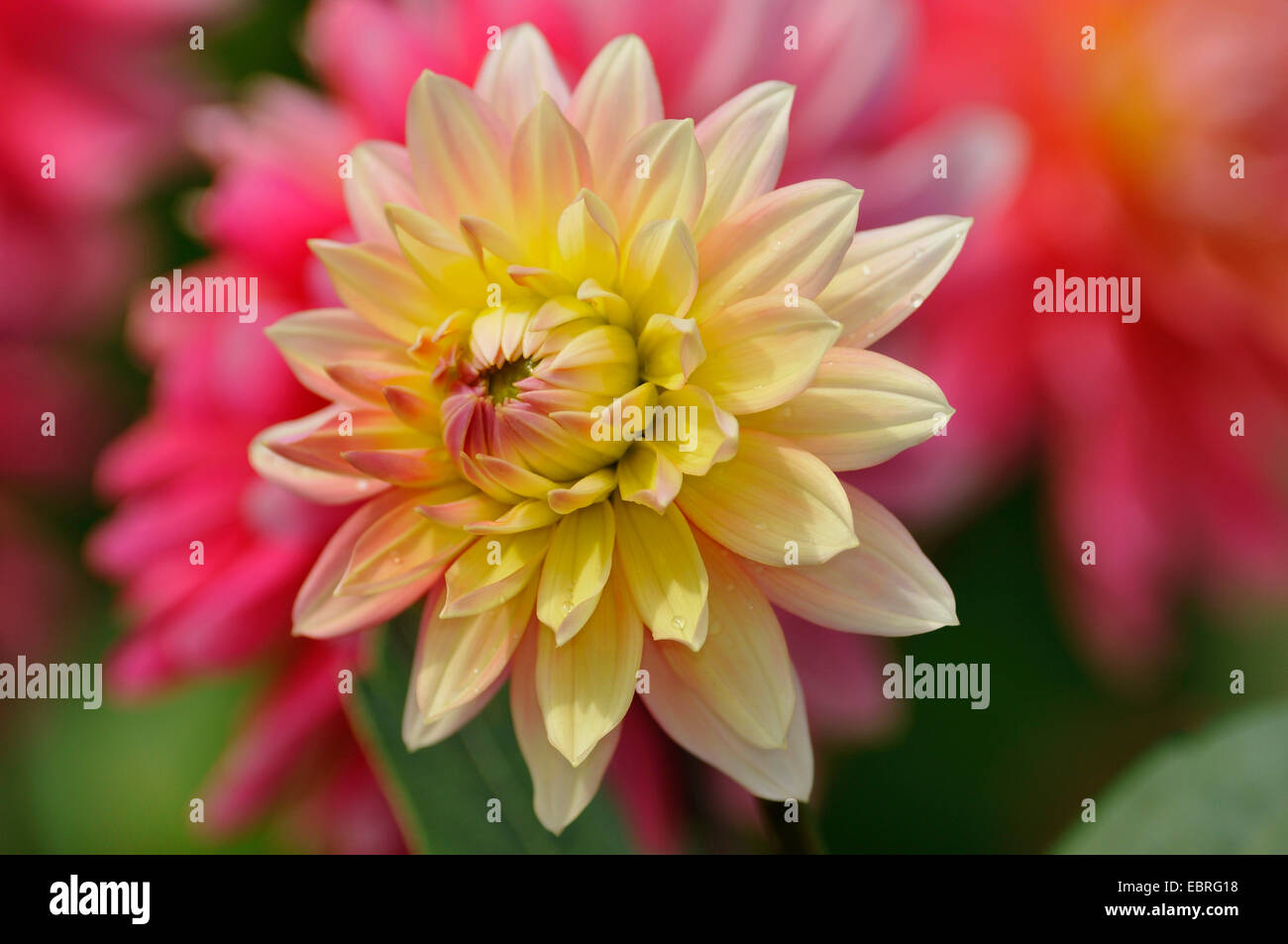 georgina (Dahlia spec.), flower Stock Photo - Alamy