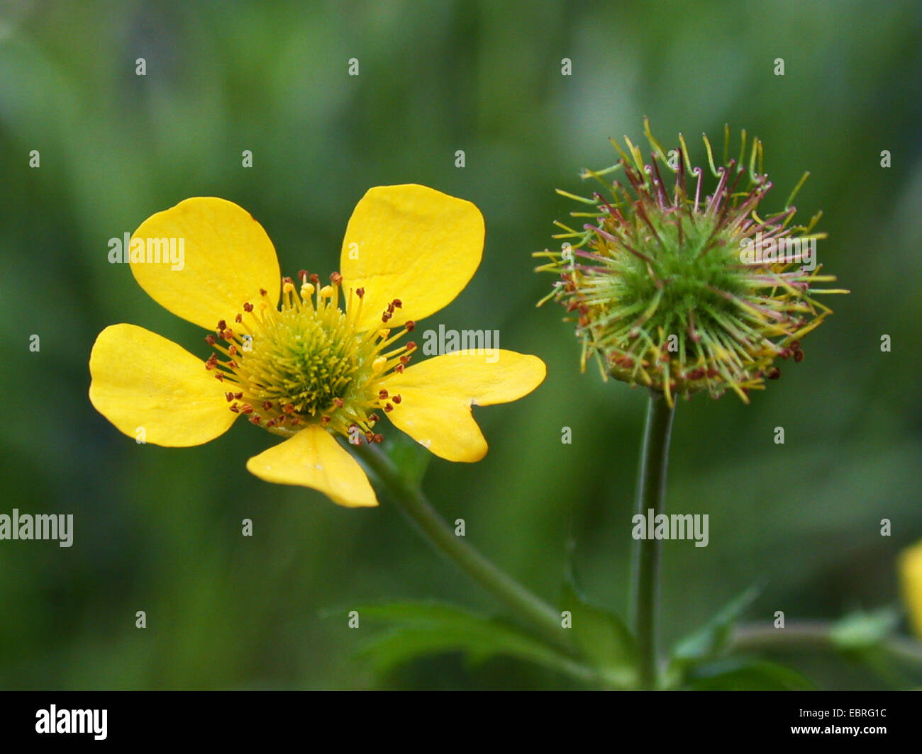 Large-leaved avens, Largeleaf avens (Geum macrophyllum), flower and ...