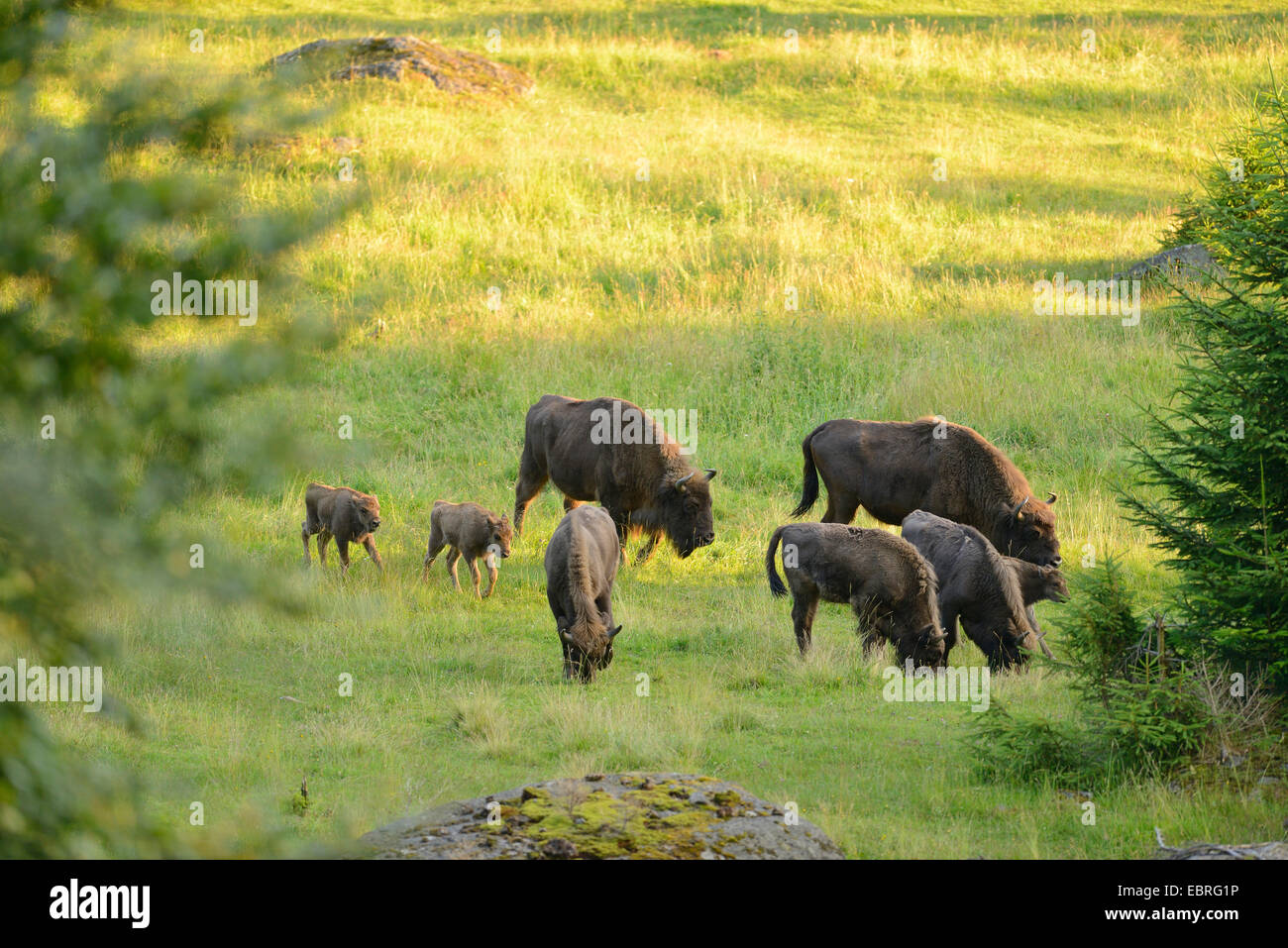 European bison, wisent (Bison bonasus), on a meadow in early summer ...
