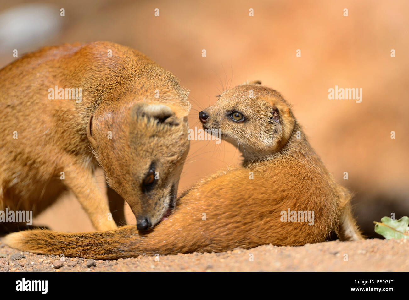 yellow mongoose (Cynictis penicillata), mother with her youngster in ...