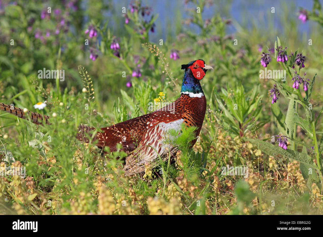common pheasant, Caucasus Pheasant, Caucasian Pheasant (Phasianus ...