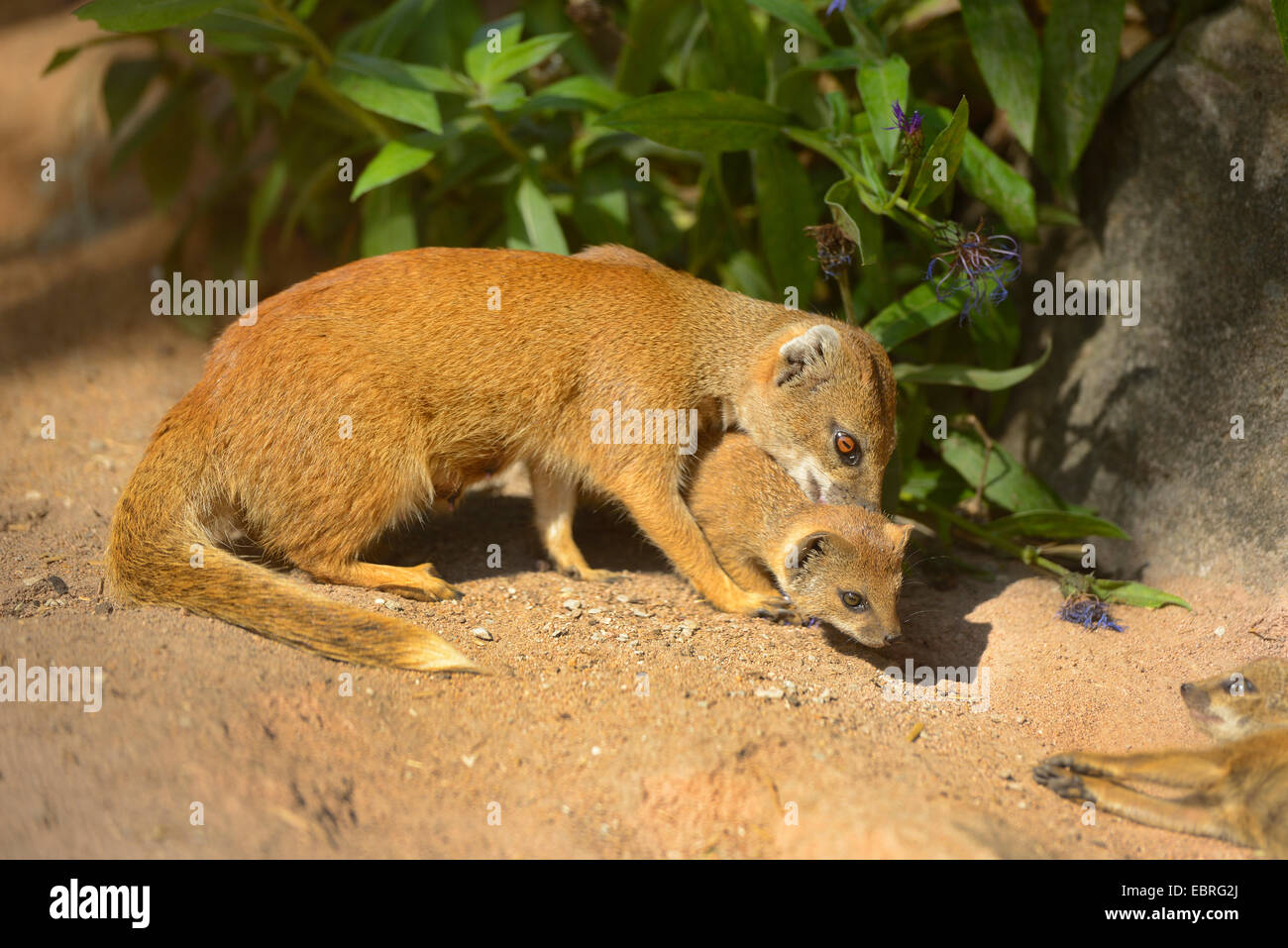 yellow mongoose (Cynictis penicillata), mother with her youngster Stock ...