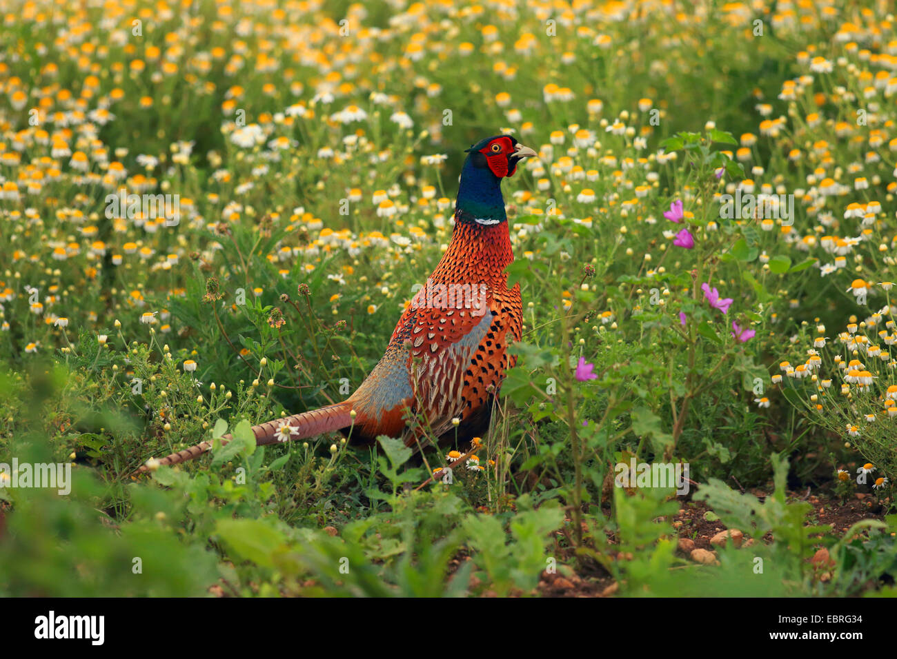 Caucasian pheasants hi-res stock photography and images - Alamy