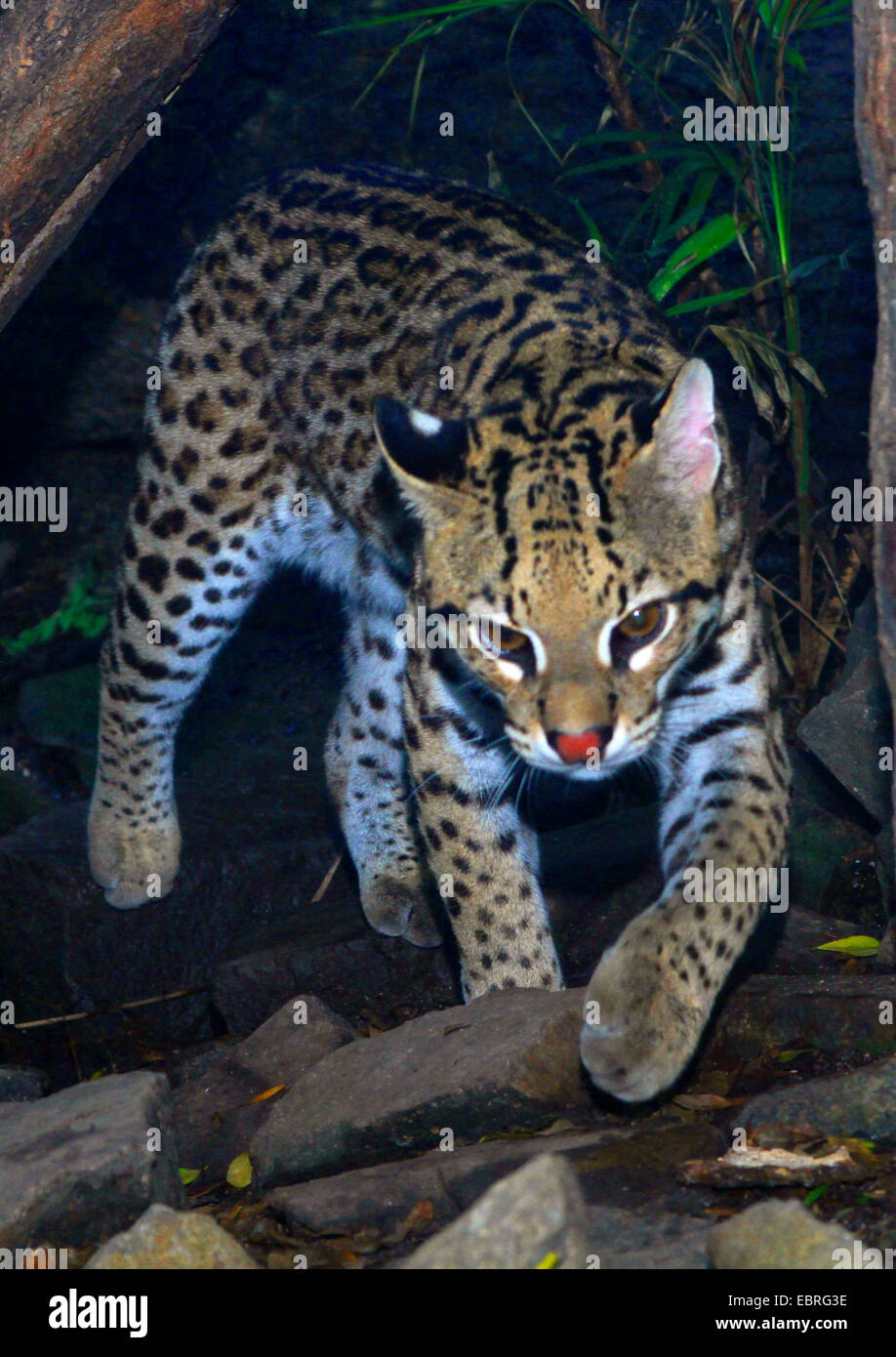 Ocelot, Dwarf leopard (Felis pardalis, Leopardus pardalis), walking ...