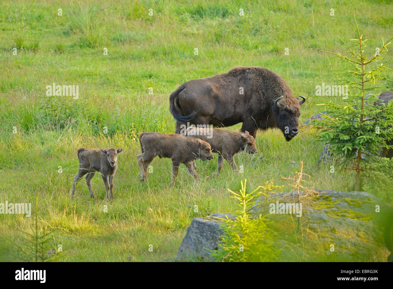 European bison, wisent (Bison bonasus), on a meadow in early summer ...