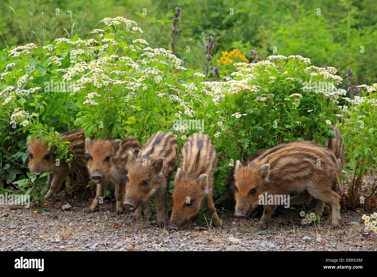 wild boar, pig, wild boar (Sus scrofa), shoats, Germany, Baden ...