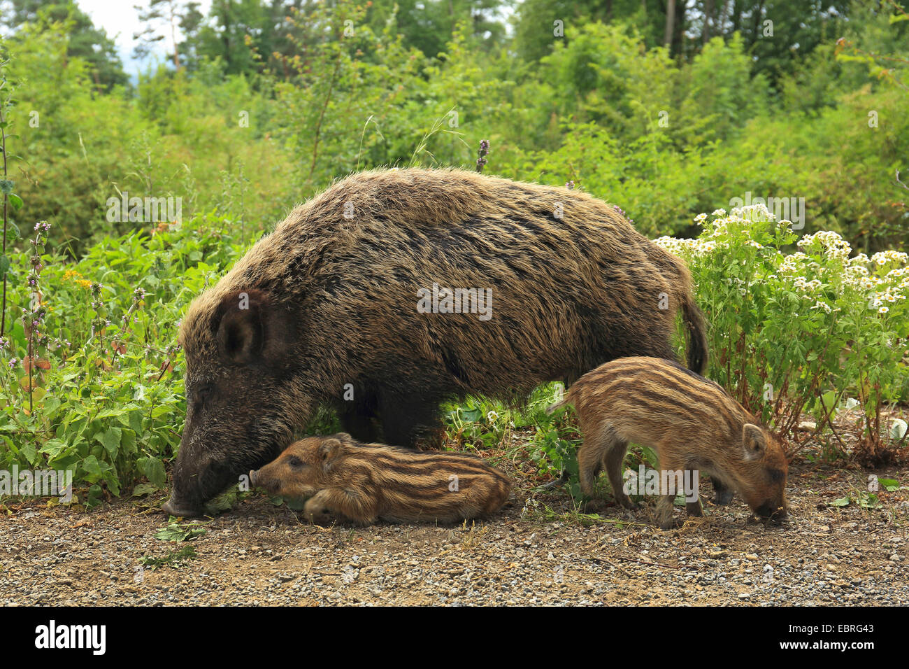 wild boar, pig, wild boar (Sus scrofa), female with shoats, Germany ...