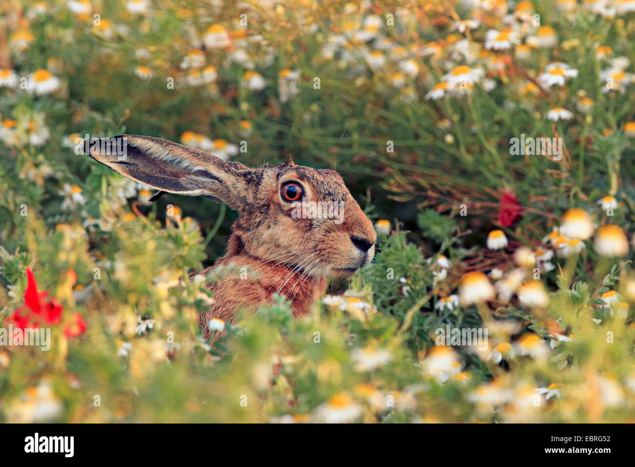 European hare, Brown hare (Lepus europaeus), in a field with chamomile ...