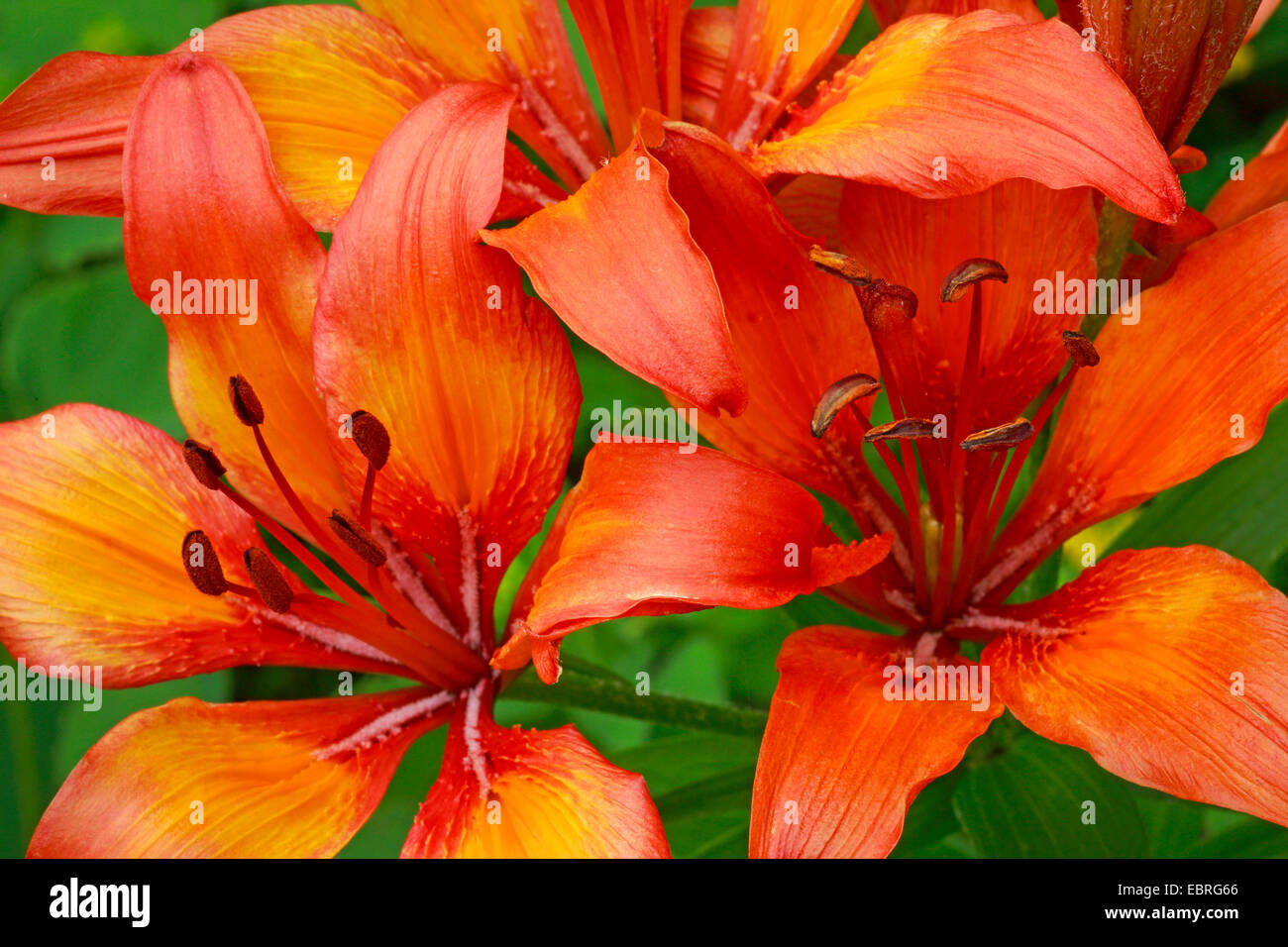 Orange lily flowers hi-res stock photography and images - Alamy