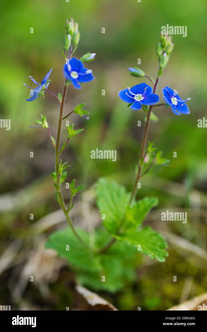 Germander speedwell (Veronica chamaedrys), blooming, Germany, Bavaria ...