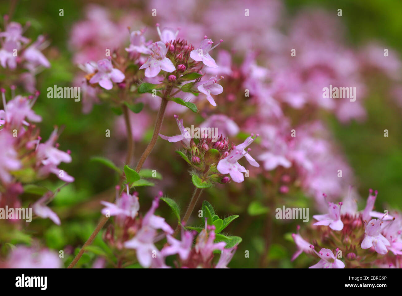 Broad-Leaved Thyme, Dot Wells Creeping Thyme, Large Thyme, Lemon Thyme ...