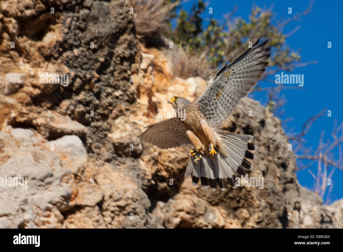 Kestrel landing hi-res stock photography and images - Alamy