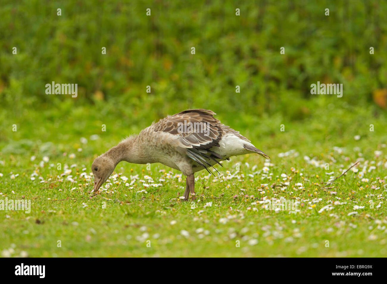 Juvenile wild geese anser anser hi-res stock photography and images - Alamy