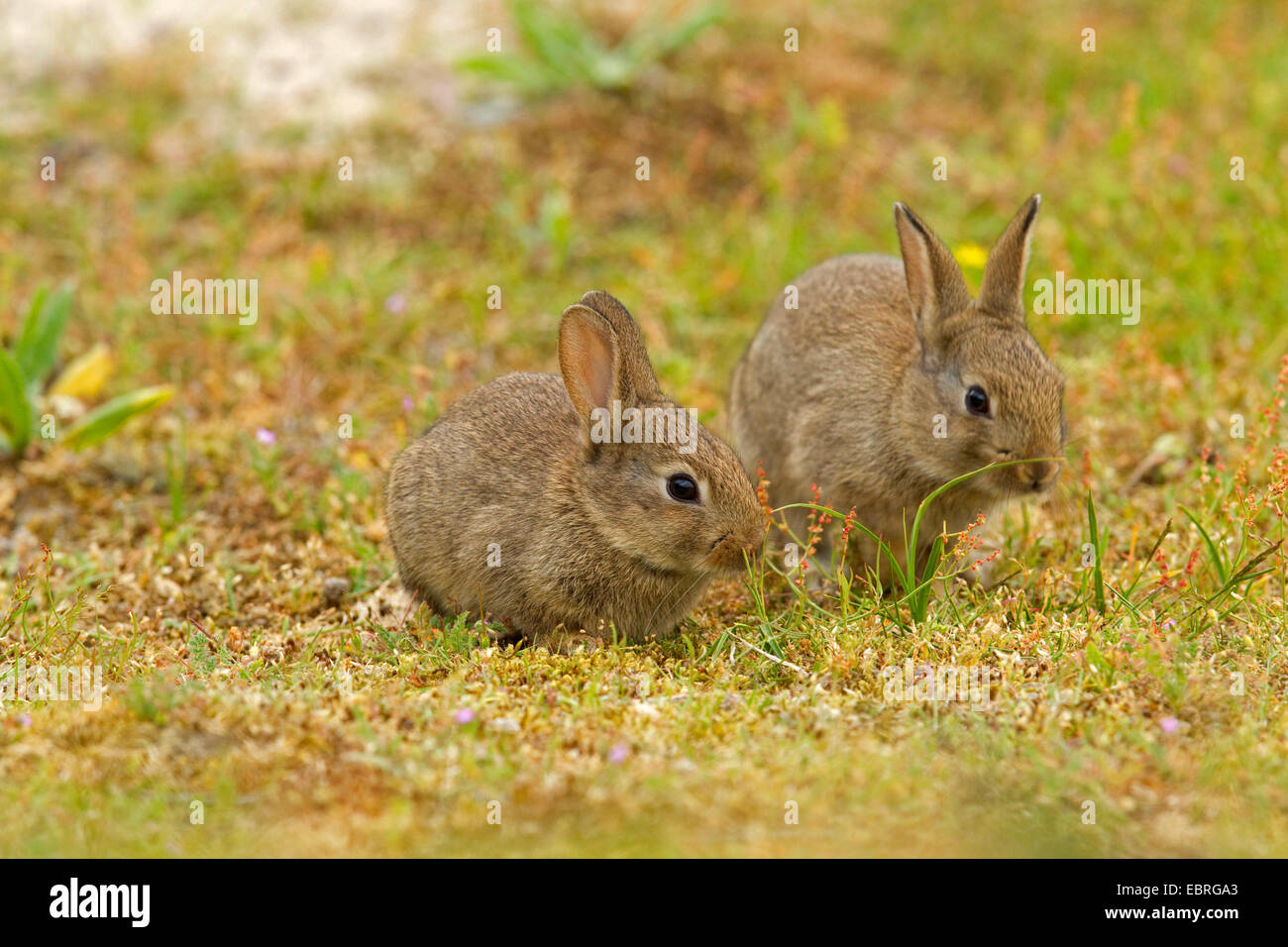 Two young european wild rabbits hi-res stock photography and images - Alamy