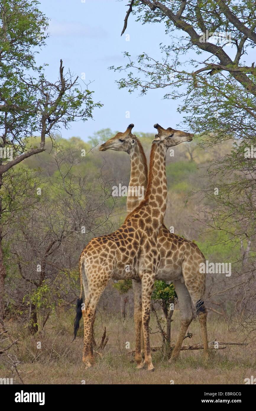 Cape giraffe (Giraffa camelopardalis giraffa), rivalry, South Africa ...