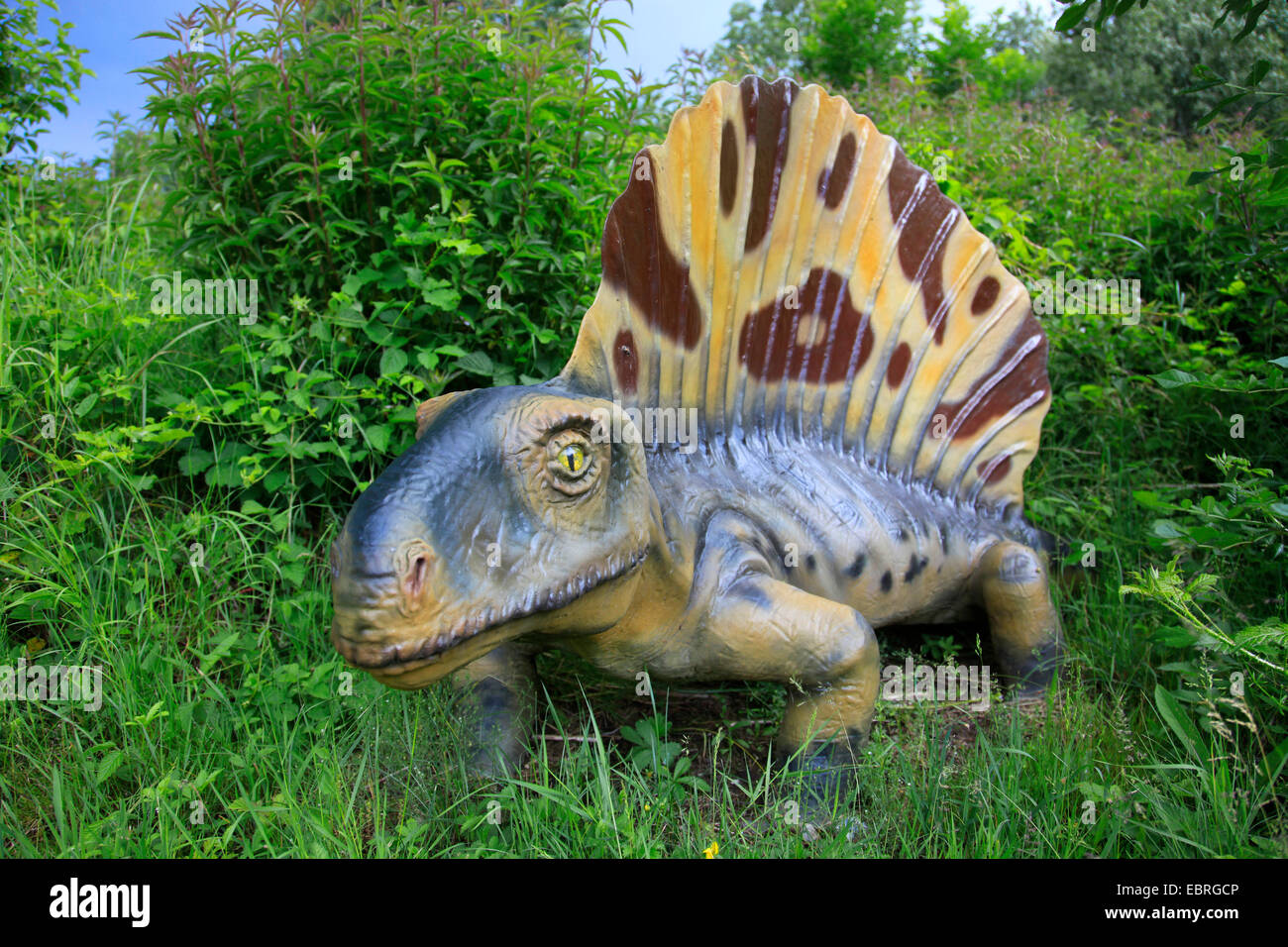 Edaphosaurus (Edaphosaurus), mammal like reptile, on of the first ...