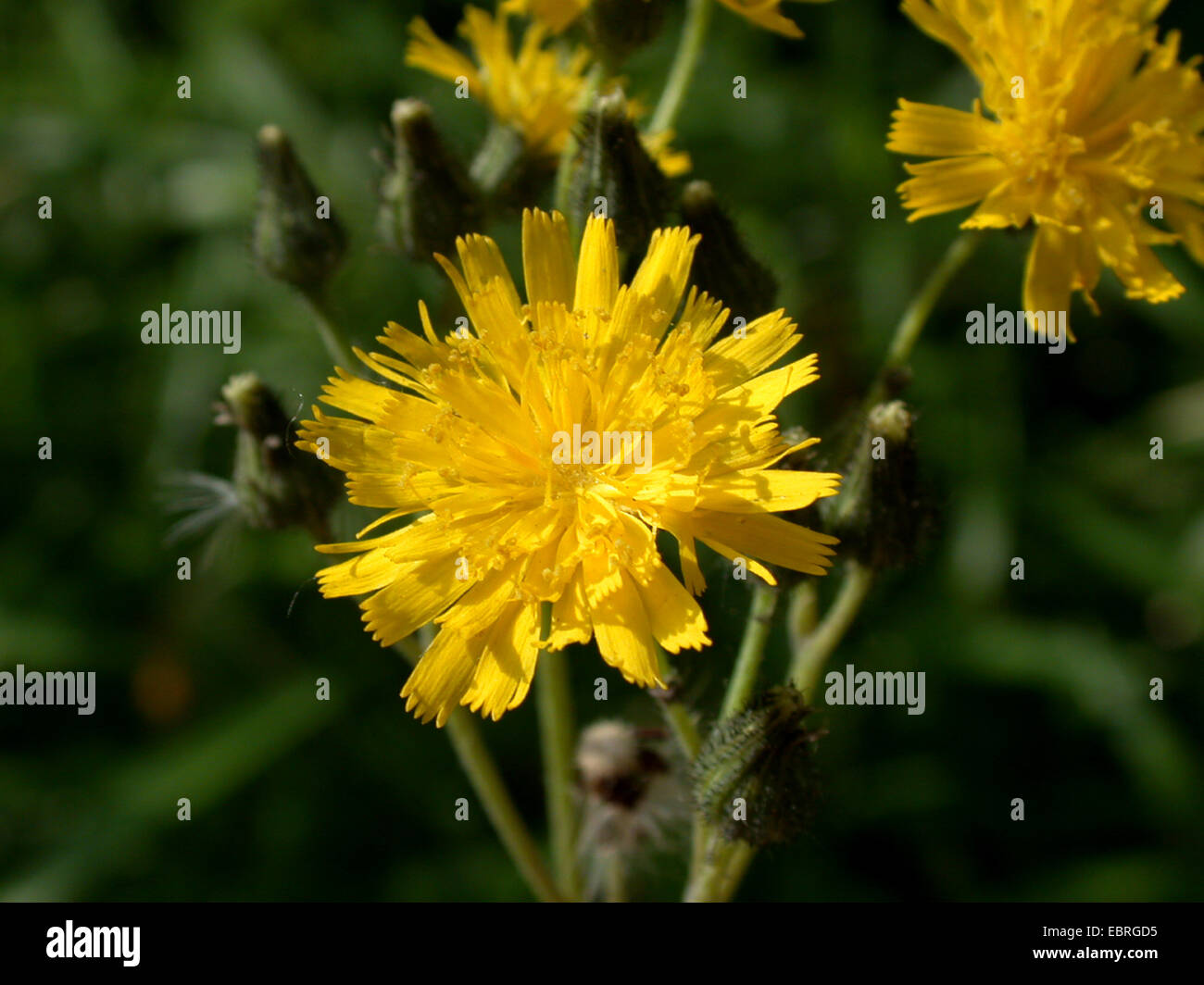 Tall hawkweed, Florence Hawkweed, King devil hawkweed, Glaucous King ...