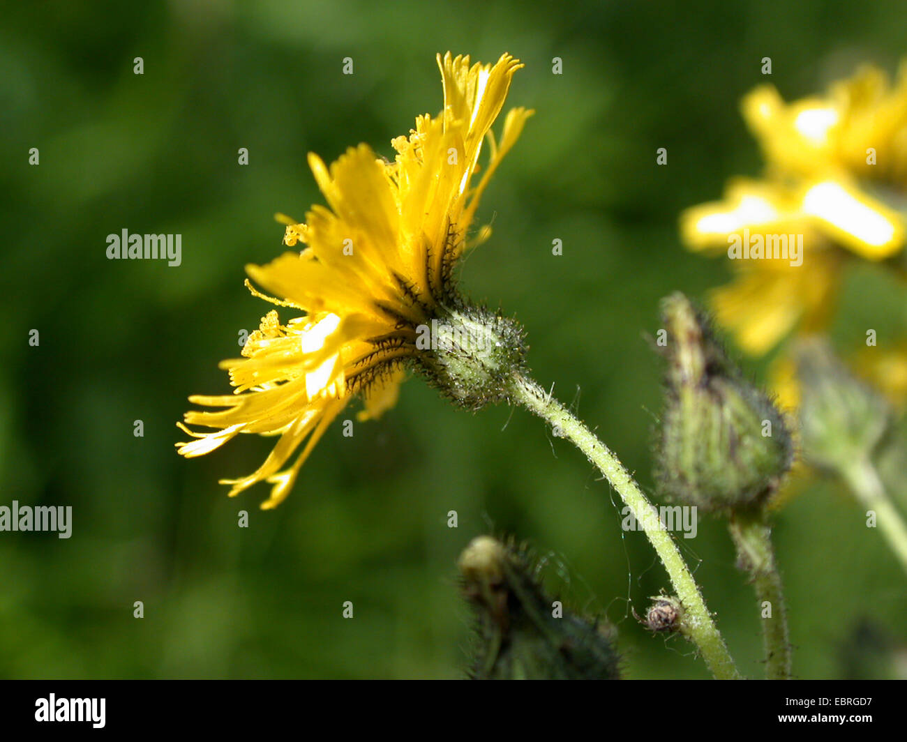 Tall hawkweed, Florence Hawkweed, King devil hawkweed, Glaucous King ...