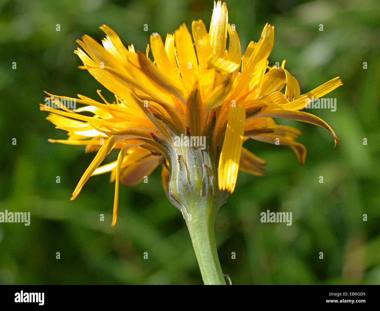 Cat's ear, Spotted cat's ear, Gosmore, Hairy cat's ear, Spotted cat's ...