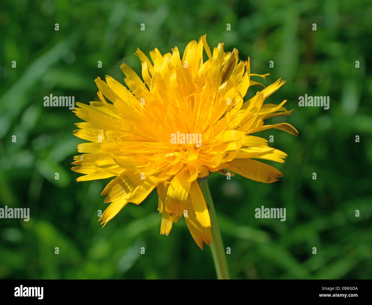 Cat's ear, Spotted cat's ear, Gosmore, Hairy cat's ear, Spotted cat's ...