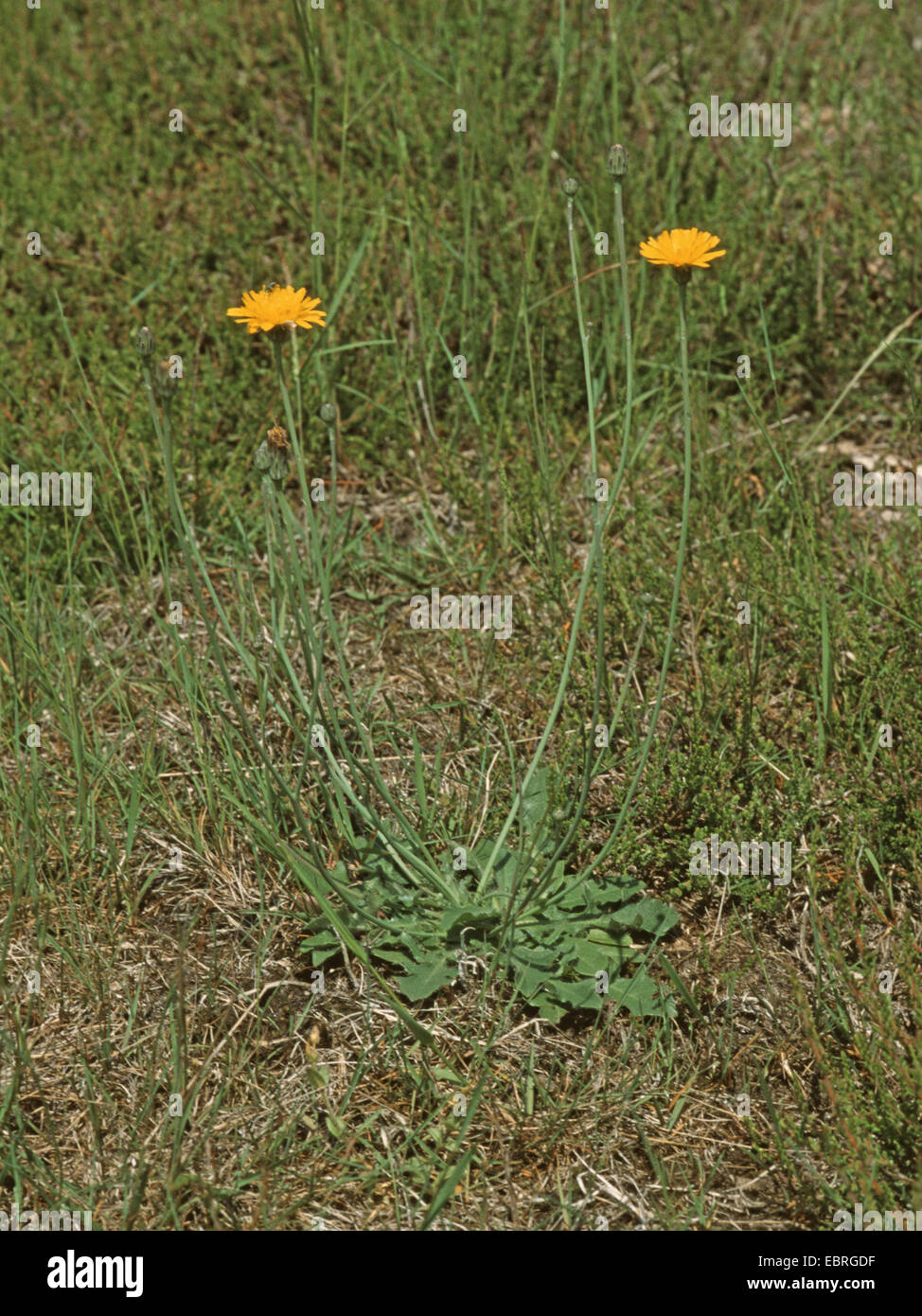 Cat's ear, Spotted cat's ear, Gosmore, Hairy cat's ear, Spotted cat's ...