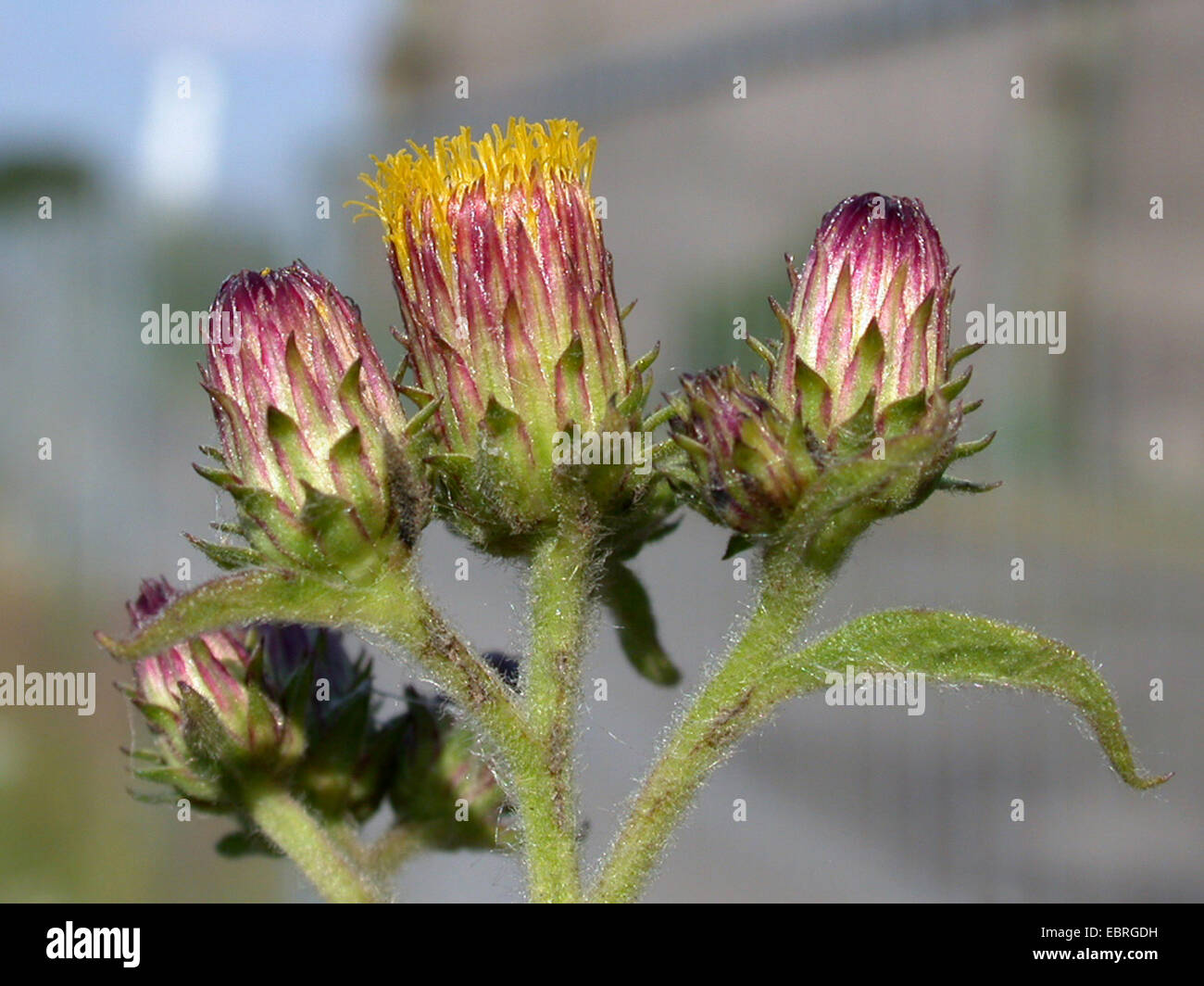 Ploughman's spikenard (Inula conyza, Inula conyzae), blooming, Germany ...