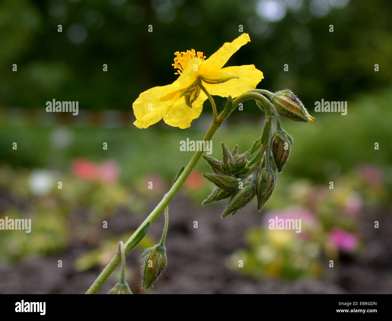common rock-rose (Helianthemum nummularium), inflorescence, Germany ...