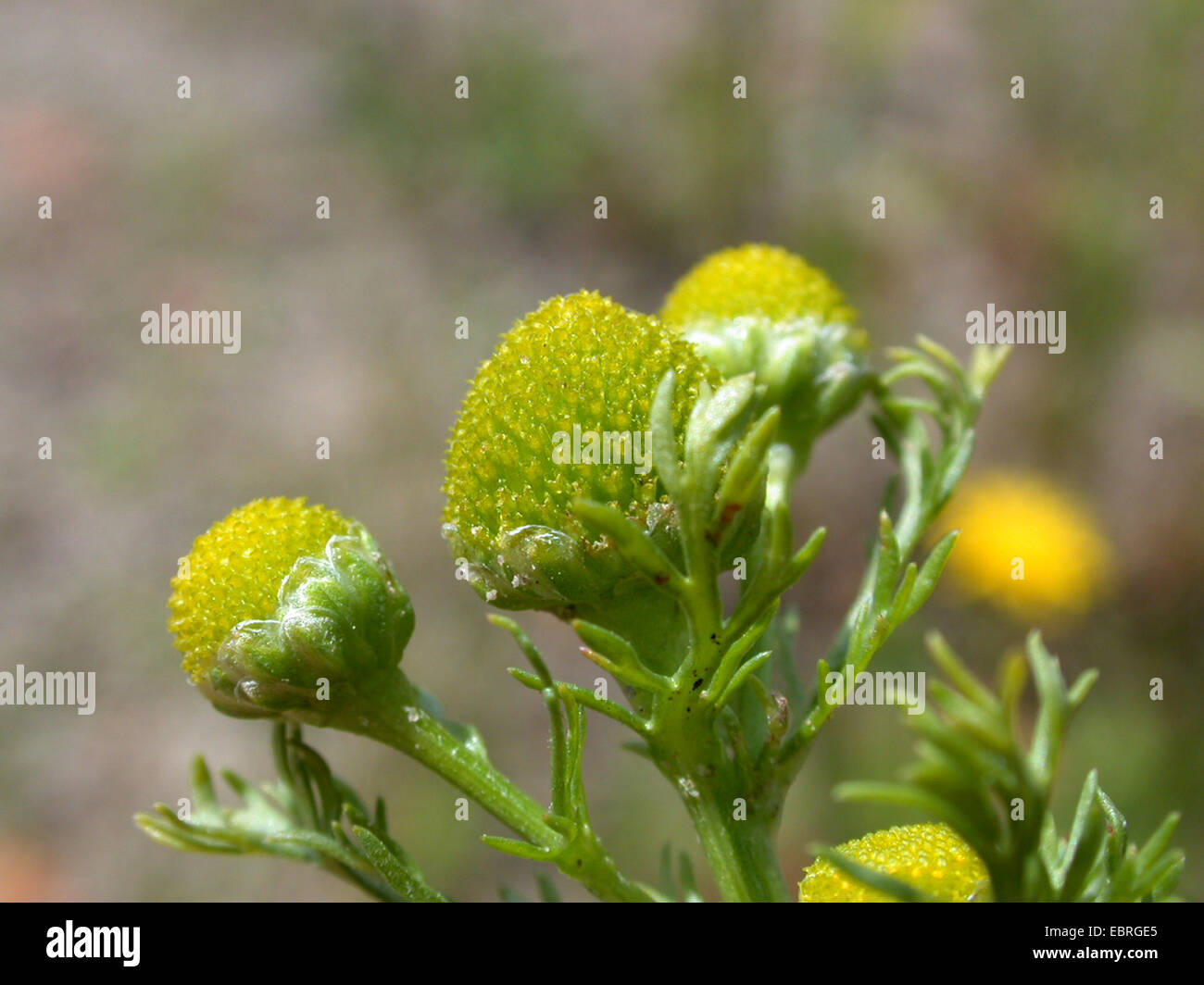 false chamomile (Matricaria discoidea), blooming, Germany Stock Photo ...