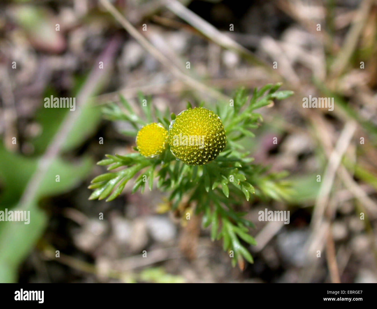 False chamomile hi-res stock photography and images - Alamy
