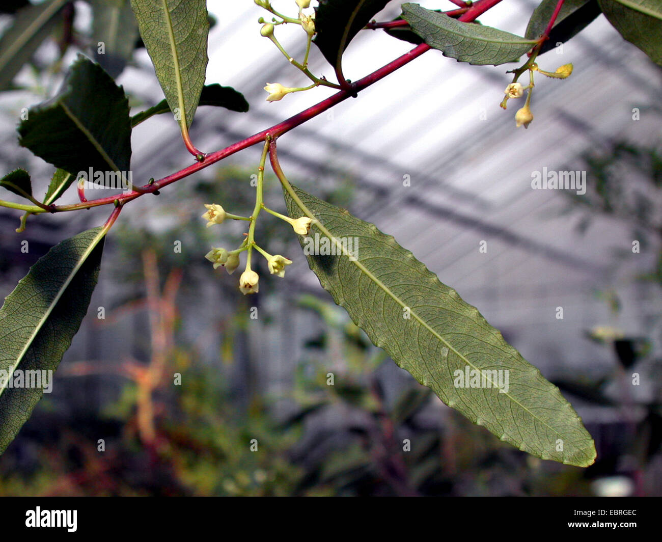 Soap bush hi-res stock photography and images - Alamy