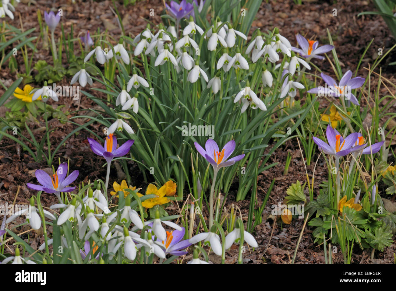 Aconite with snowdrops hi-res stock photography and images - Alamy