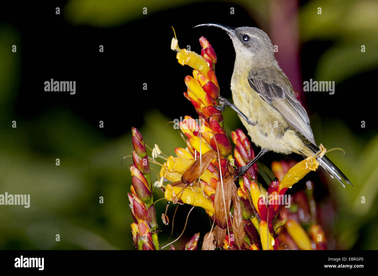 Sunbird pollination hi-res stock photography and images - Alamy